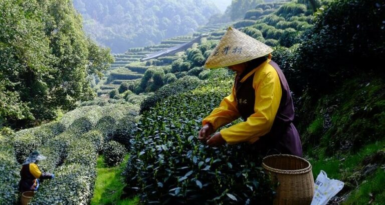 Green Tea History: Ancient China To Modern Day - Lovely Green Tea