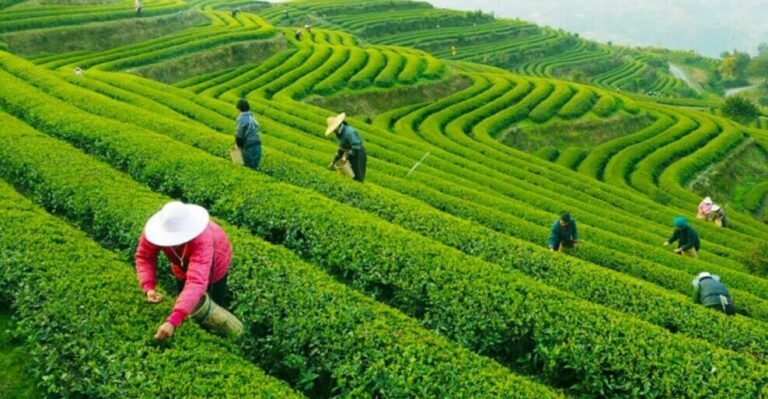Mastering Dragonwell Tea: Your Essential Guide - Lovely Green Tea